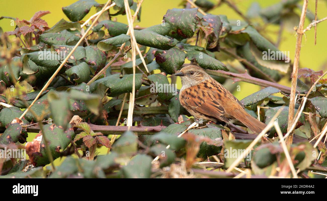 Bird flying into of hedge uk hi-res stock photography and images - Alamy