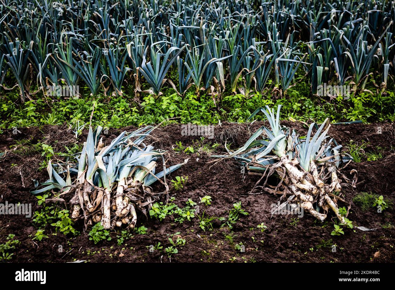 Soil less garden hi-res stock photography and images - Alamy