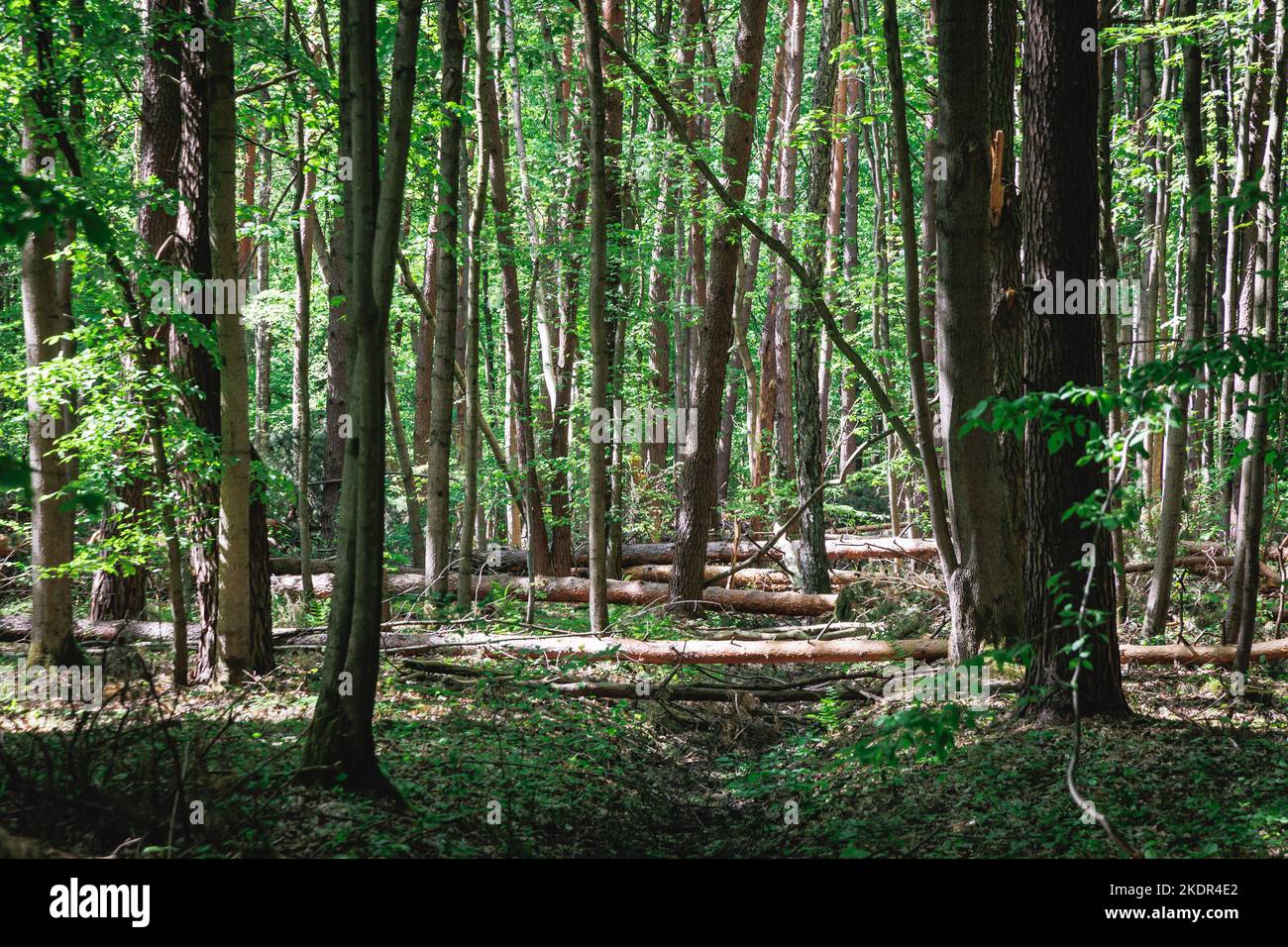 Stefan Starzynski Kabaty Woods Nature Reserve in Warsaw, capital of ...