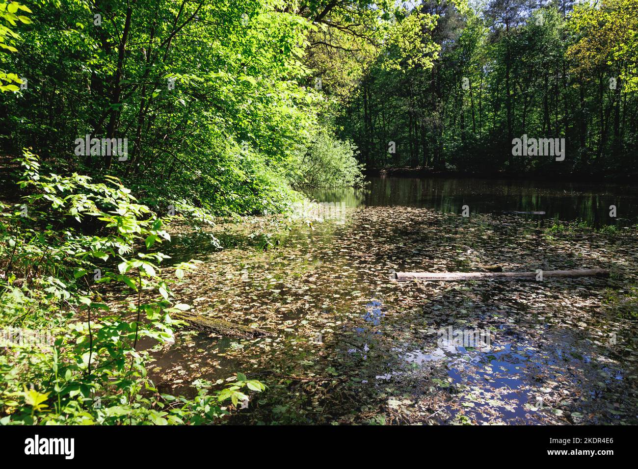 Pond in Stefan Starzynski Kabaty Woods Nature Reserve in Warsaw ...