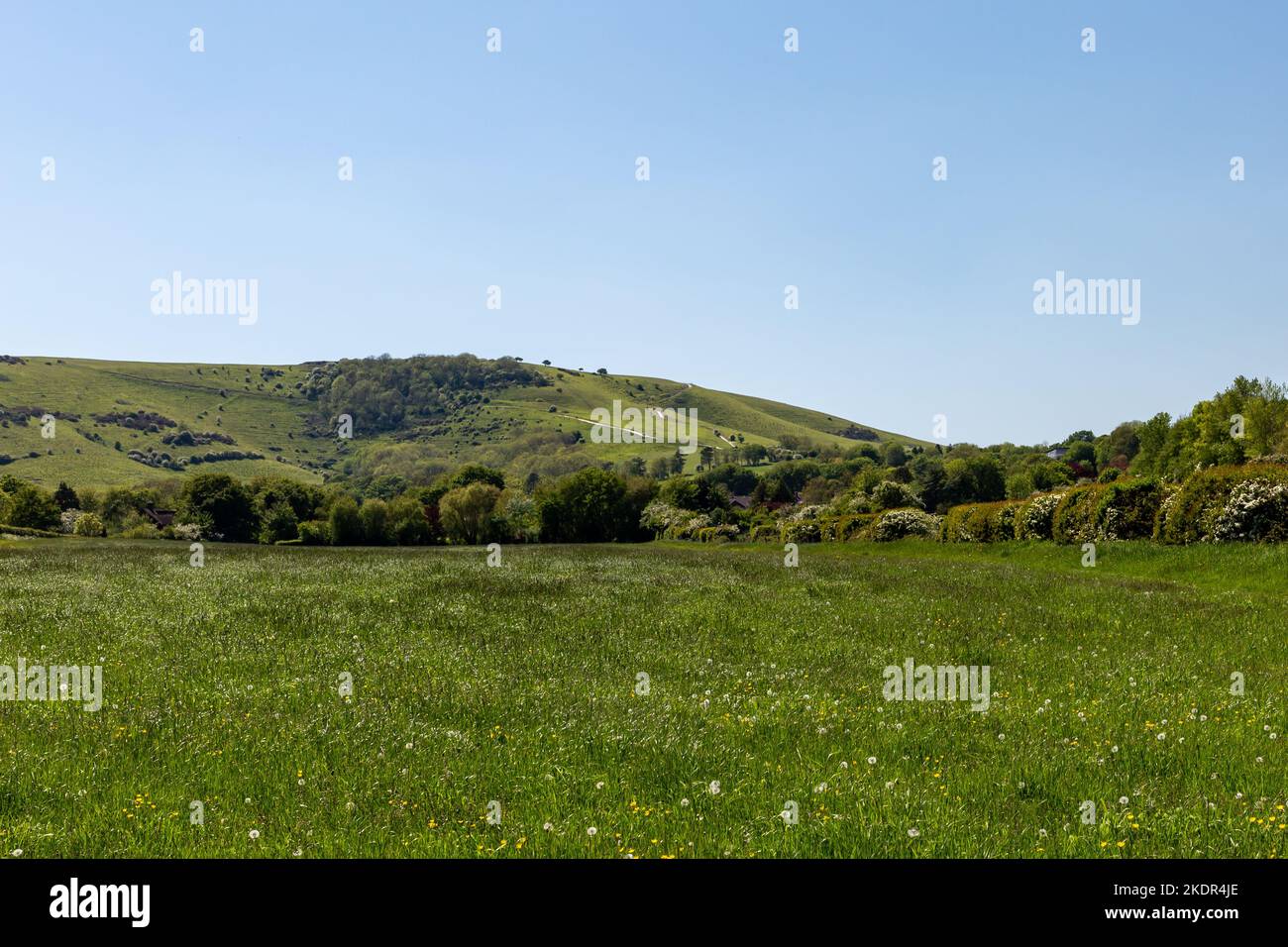 South downs spring wildflowers hi-res stock photography and images - Alamy