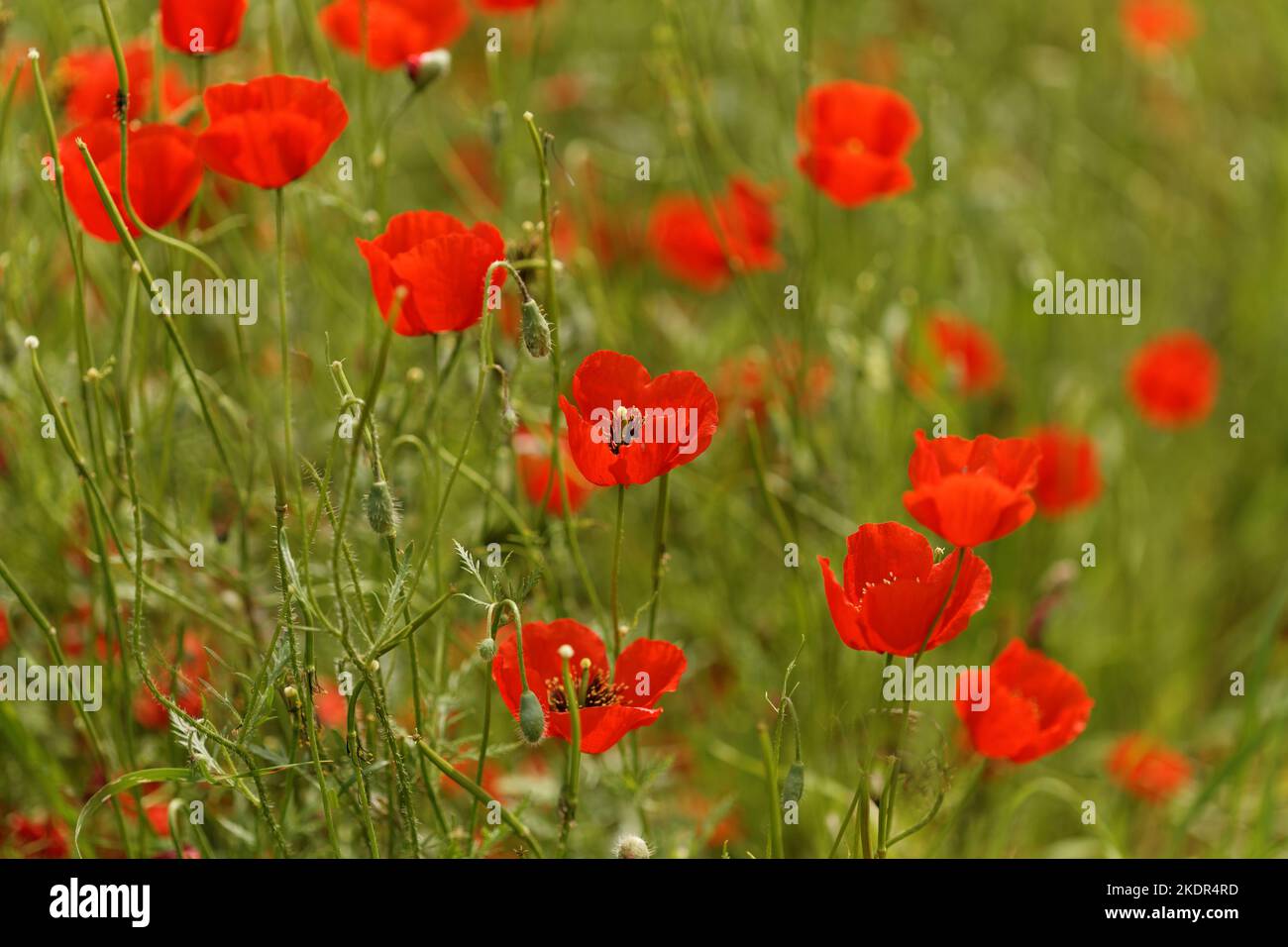 Mountain poppy field at spring time Stock Photo - Alamy
