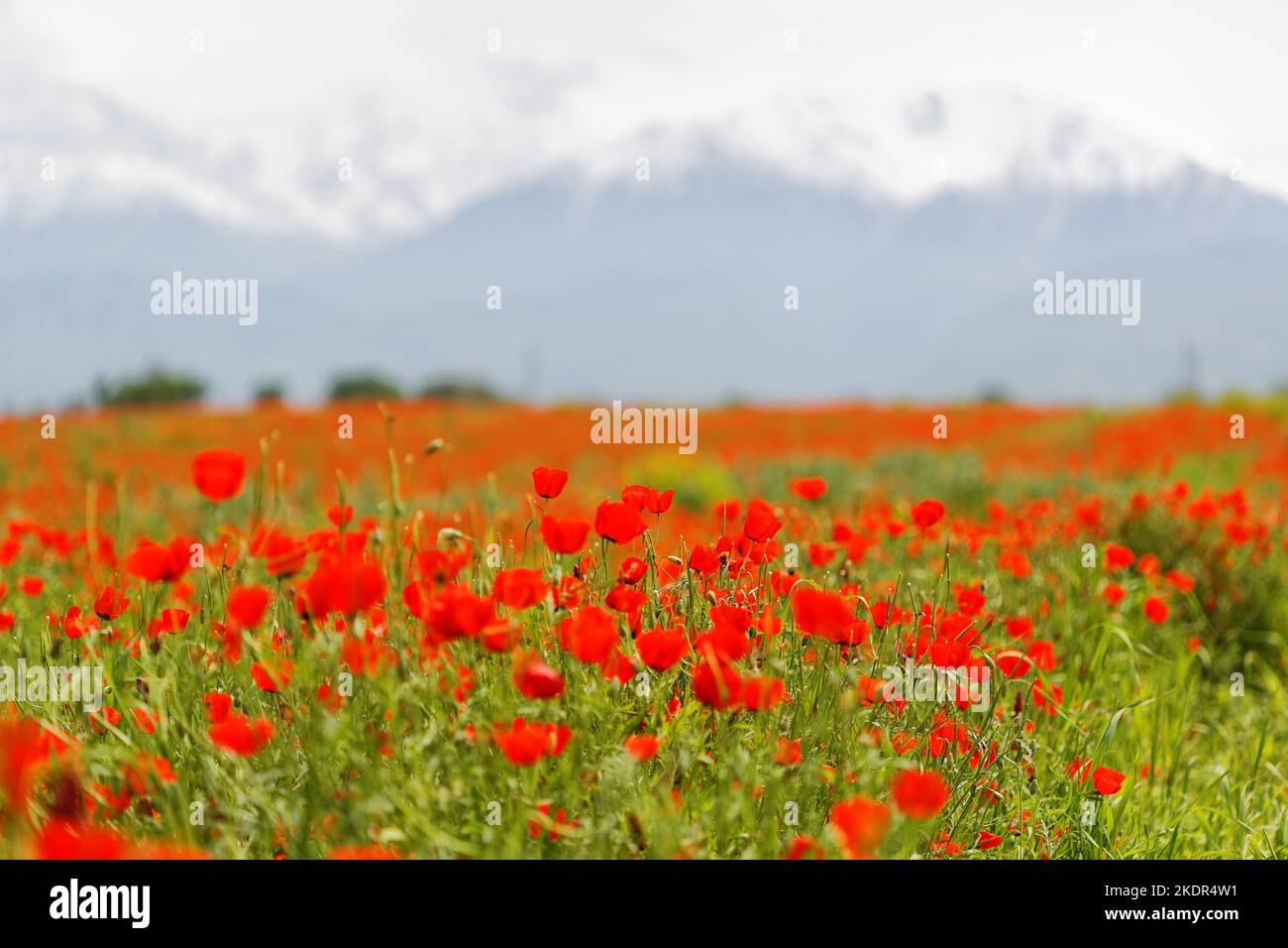 Mountain poppy field at spring time Stock Photo - Alamy
