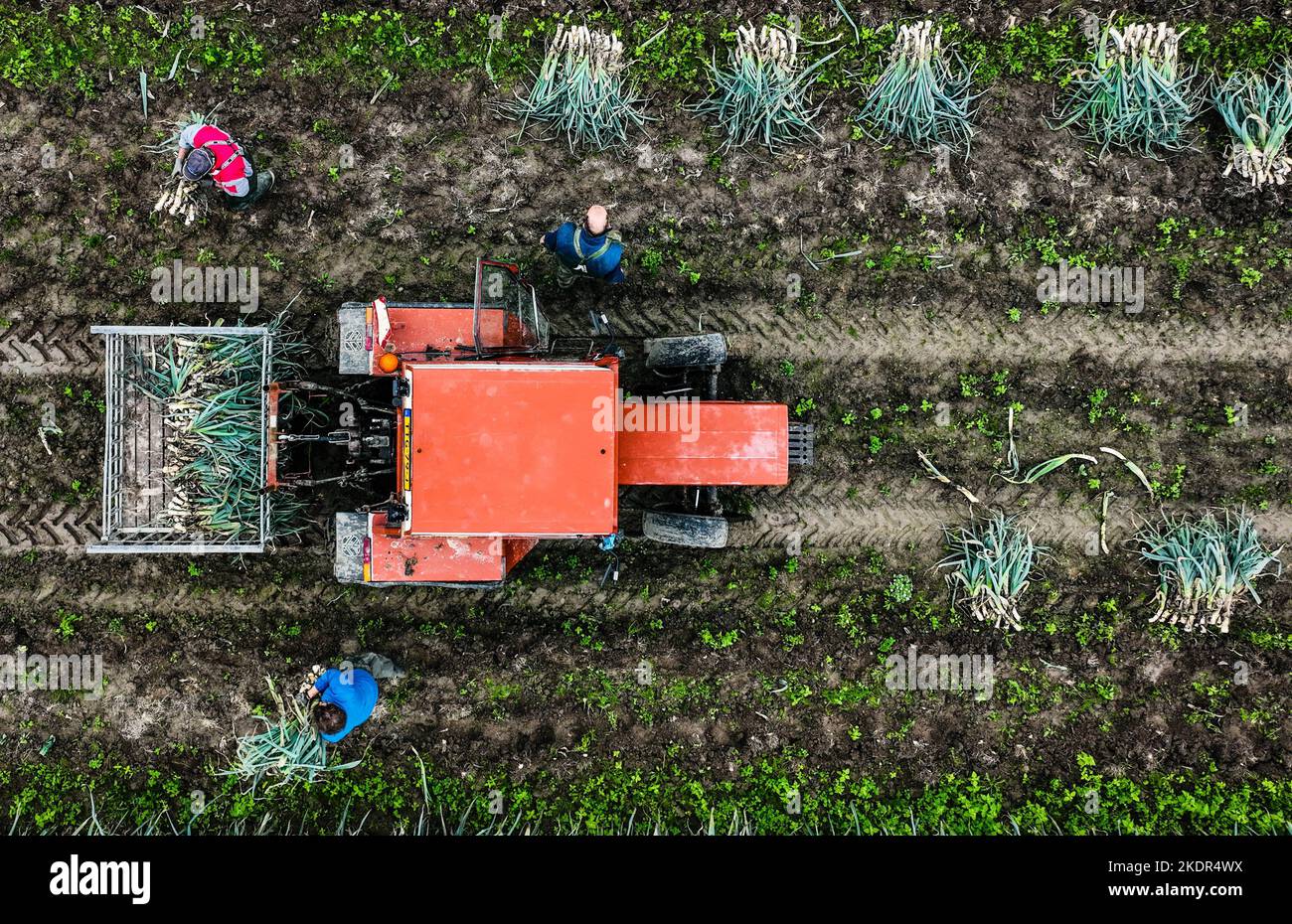 2022-11-08 11:23:59 STRIJEN - Drone image of the leek harvest at an ...