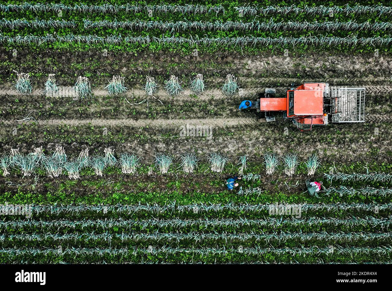 2022-11-08 11:20:47 STRIJEN - Drone image of the leek harvest at an ...