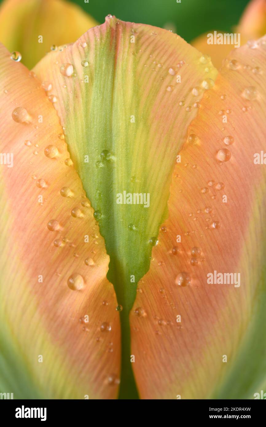 Viridiflora Group Tulipa Tulip Stock Photo - Alamy