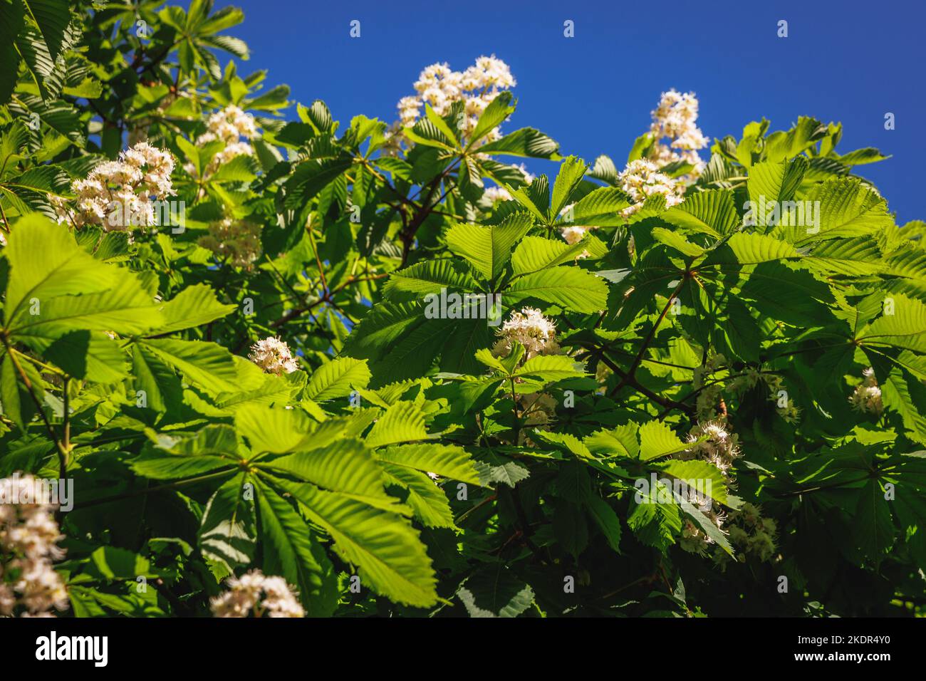 Spring leaf of Horse chestnut tree in Poland Stock Photo - Alamy