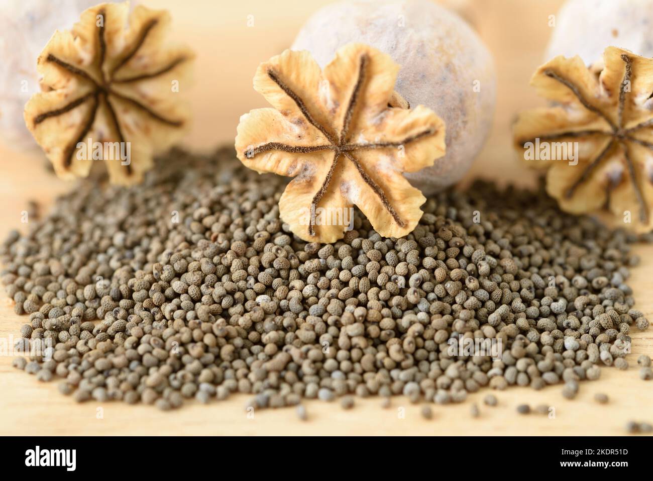 Poppy seed pods hi-res stock photography and images - Alamy
