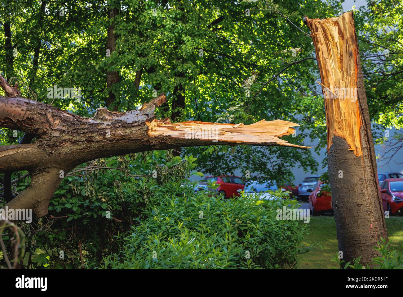 Broken tree after storm wind in Warsaw, capital of Poland Stock Photo ...