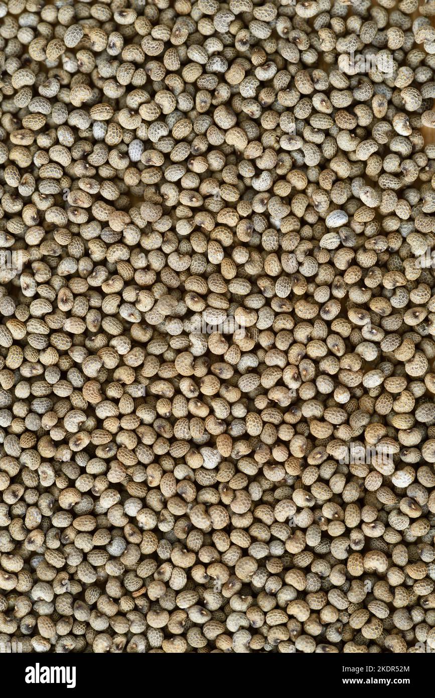 Papaver Poppy seeds Stock Photo - Alamy
