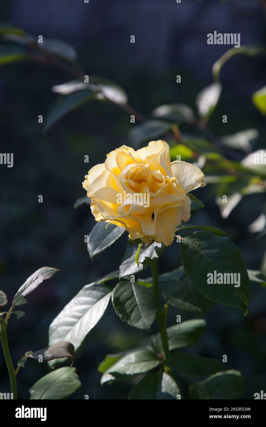 A yellow blossoming roses in the garden. Beautiful yellow rose bush ...