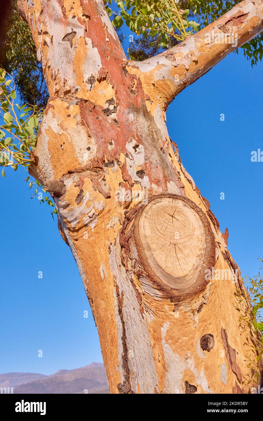 Cedarberg Wilderness Area - South Africa Stock Photo - Alamy