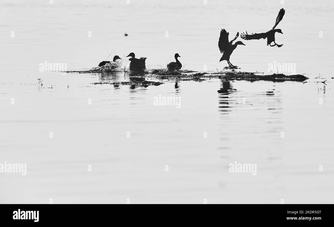 Birds Landing. Keoladeo National Park, India Stock Photo - Alamy