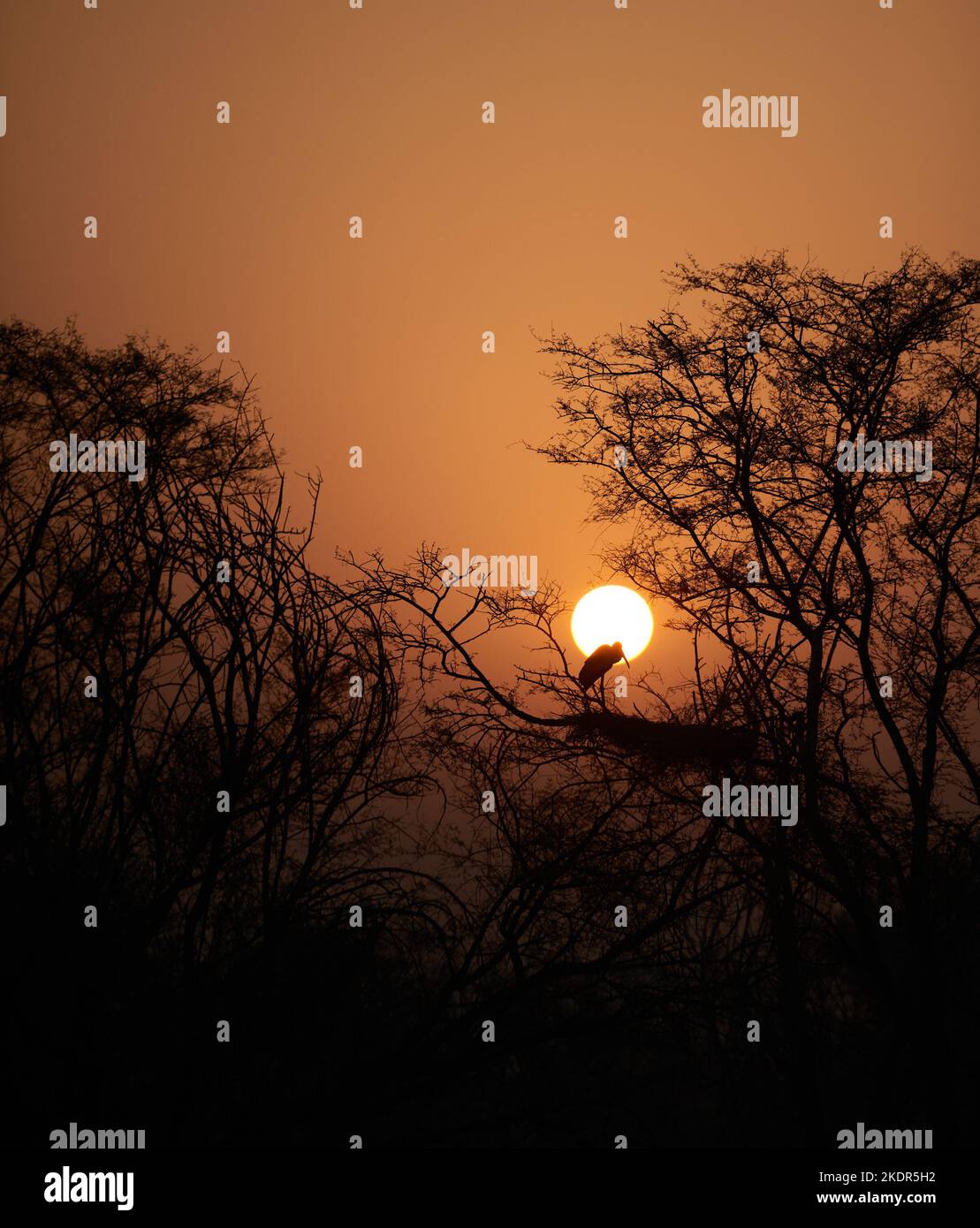 Sunrise and Bird. Keoladeo National Park, India Stock Photo - Alamy