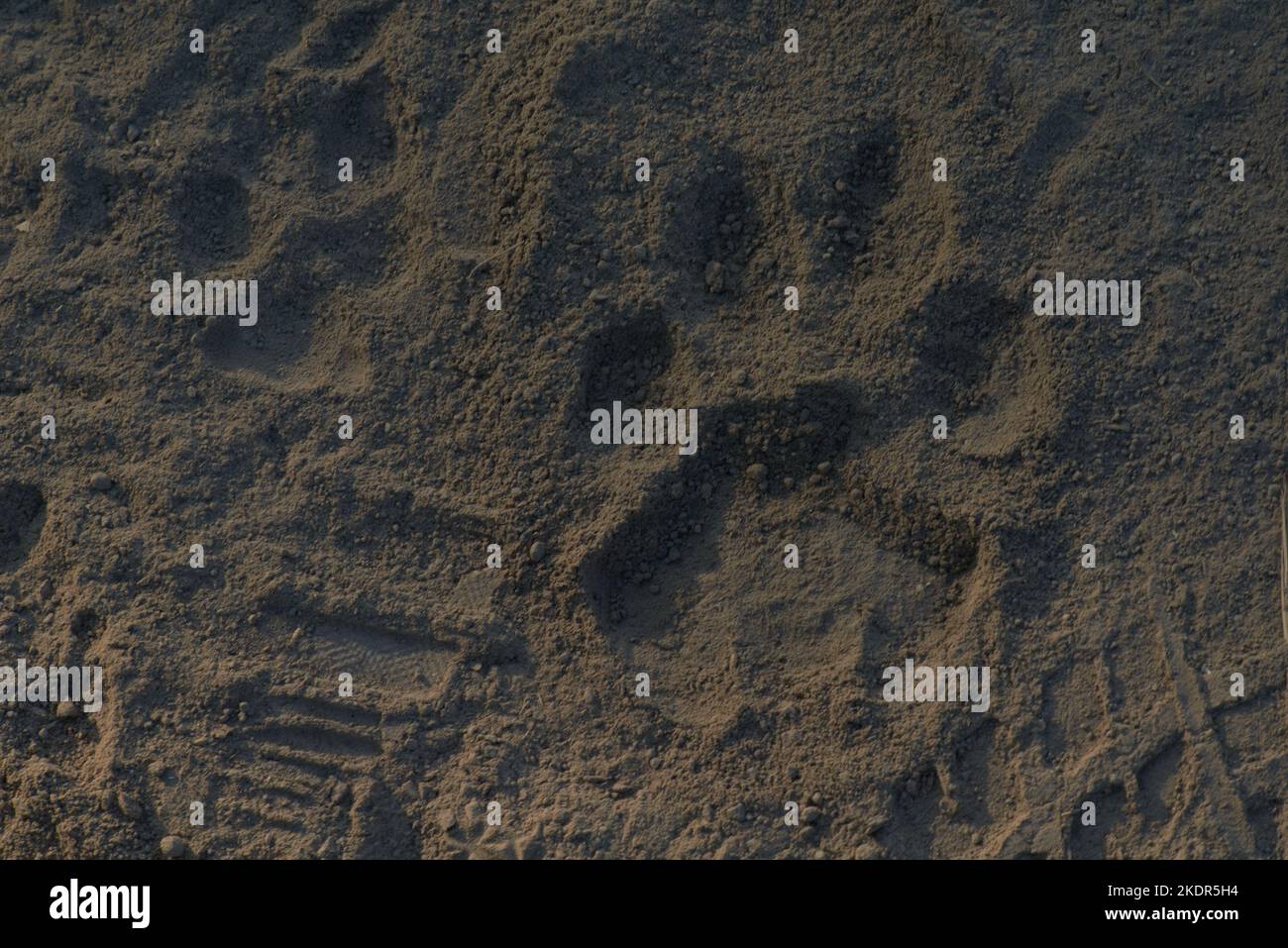 Panther pug mark hi-res stock photography and images - Alamy