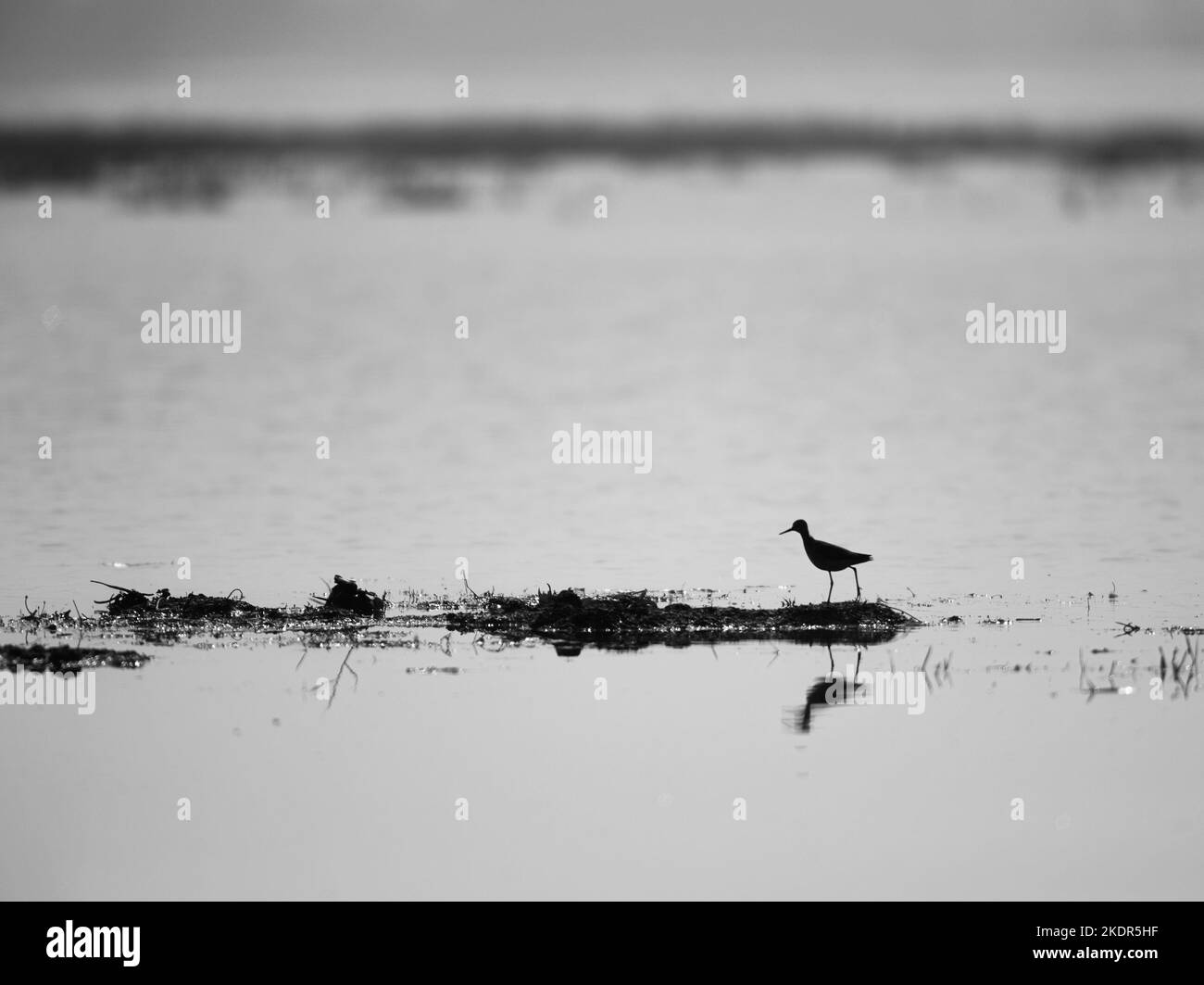 Bird in Island. Keoladeo National Park, India Stock Photo - Alamy