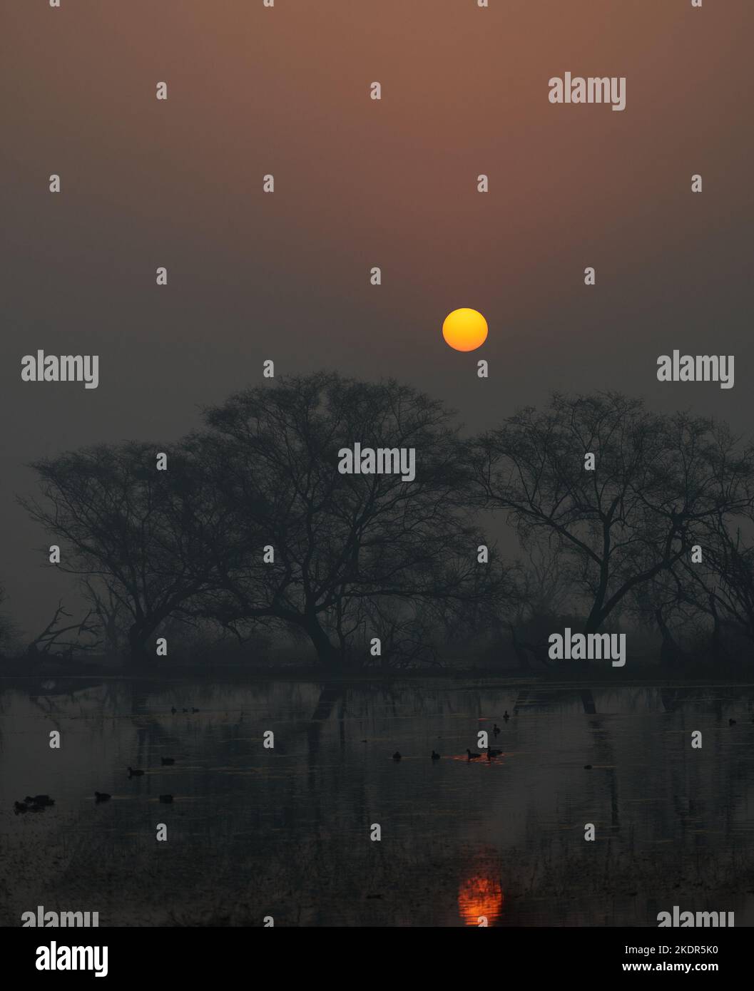 Sunrise and Bird. Keoladeo National Park, India Stock Photo - Alamy