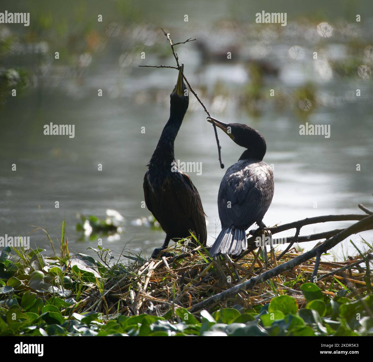 Twitter fight hi-res stock photography and images - Alamy