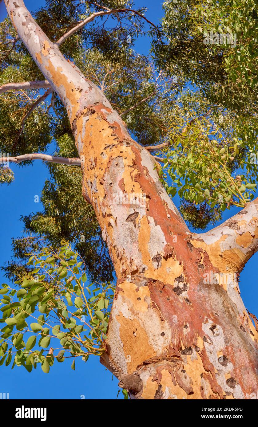 Cedarberg Wilderness Area - South Africa Stock Photo - Alamy