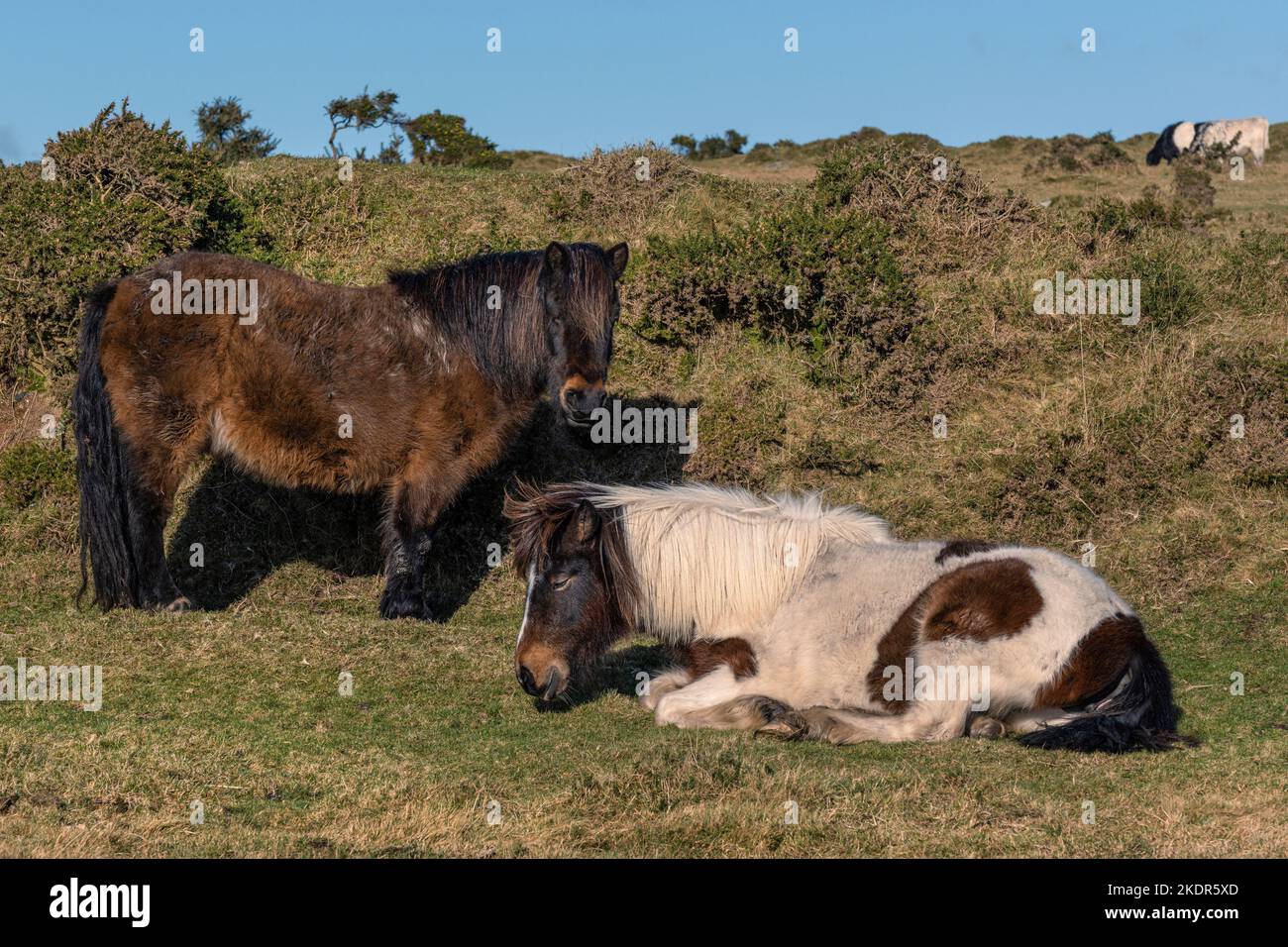 Bodmin Ponies on Bodmin Moor in Cornwall UK Stock Photo - Alamy