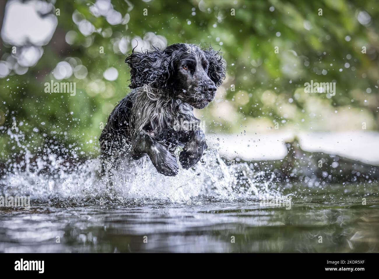 running English Cocker Spaniel Stock Photo - Alamy