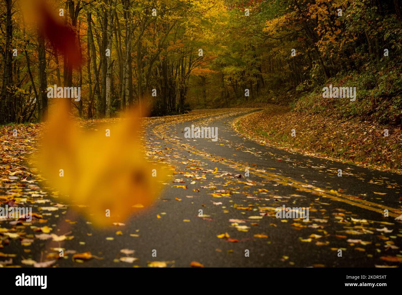 Leaves Falling Along Blue Ridge Parkway in Great Smoky Mountains ...