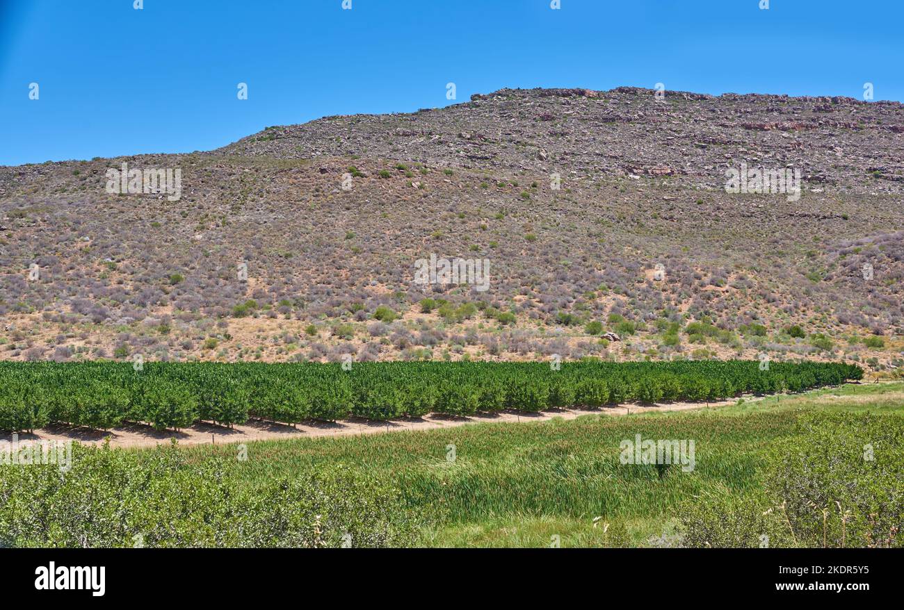 Cedarberg Wilderness Area - South Africa Stock Photo - Alamy