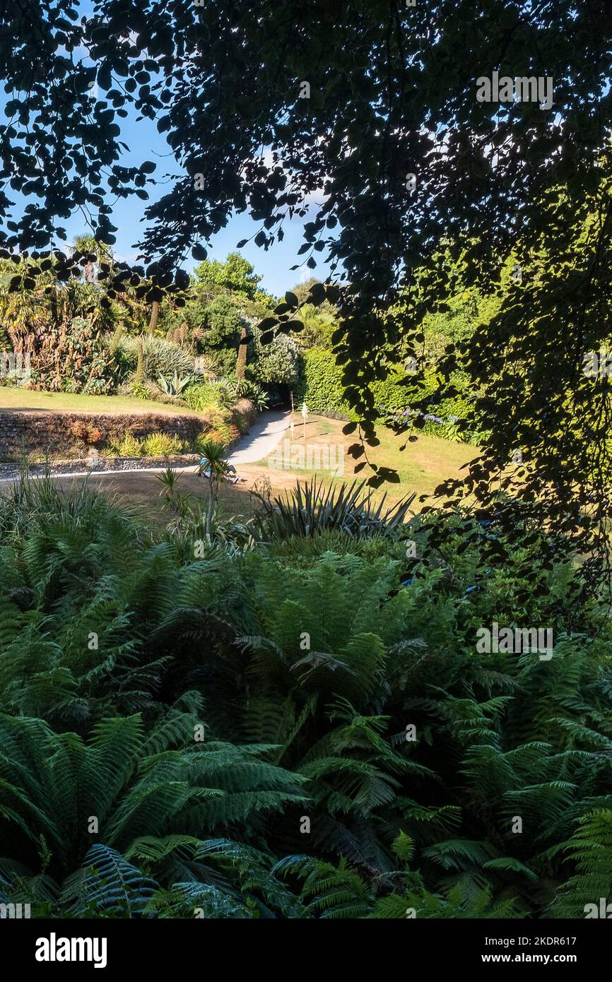 Evening light over Trebah Garden in Cornwall in the UK Stock Photo - Alamy