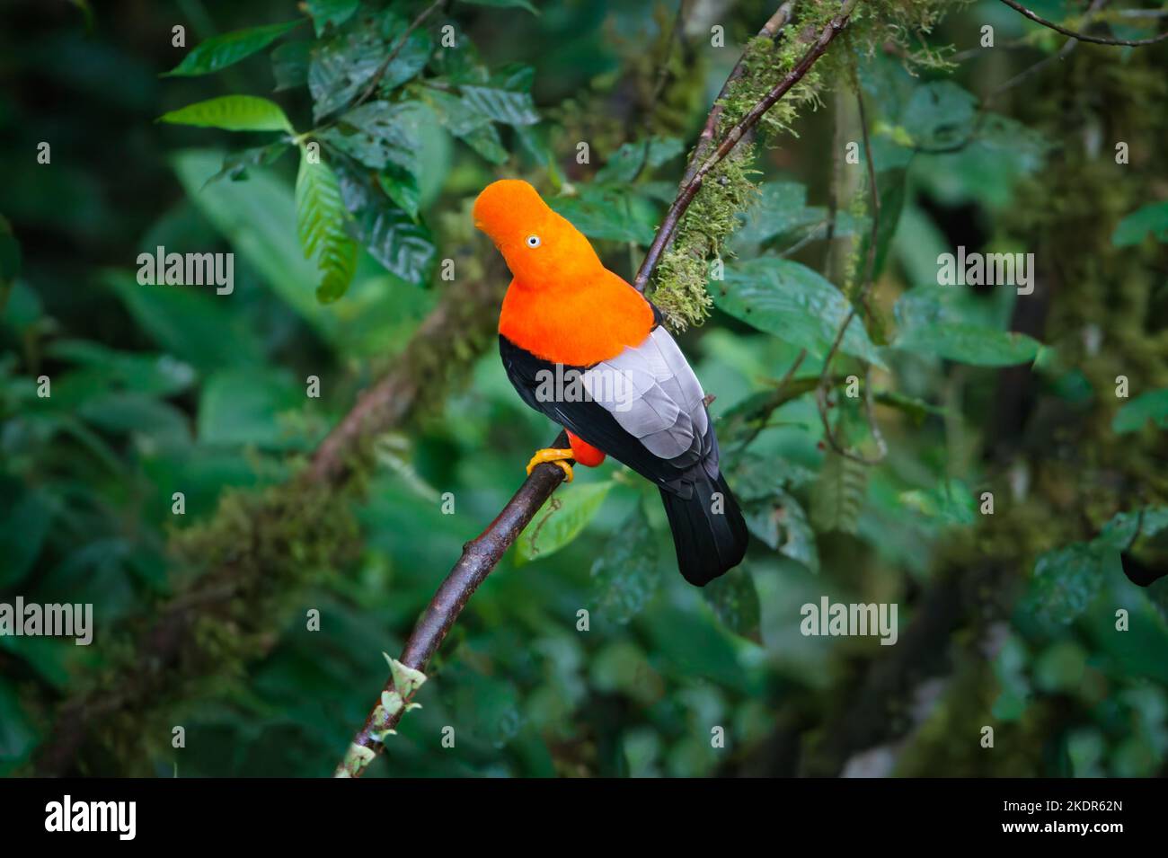 Male Andean cock-of-the-rock (Rupicola peruviana) in the Manu National ...