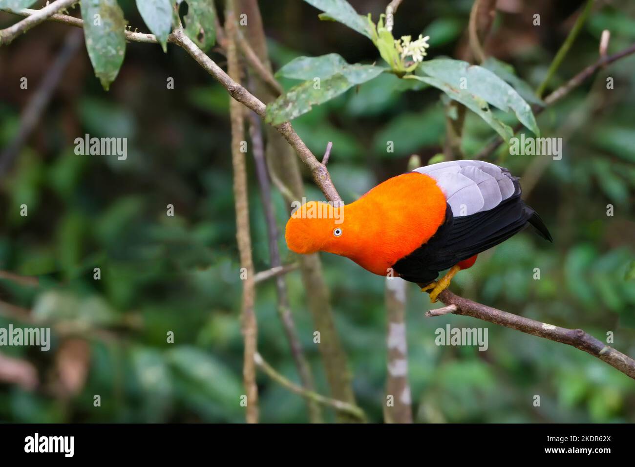 Male Andean cock-of-the-rock (Rupicola peruviana) in the Manu National ...