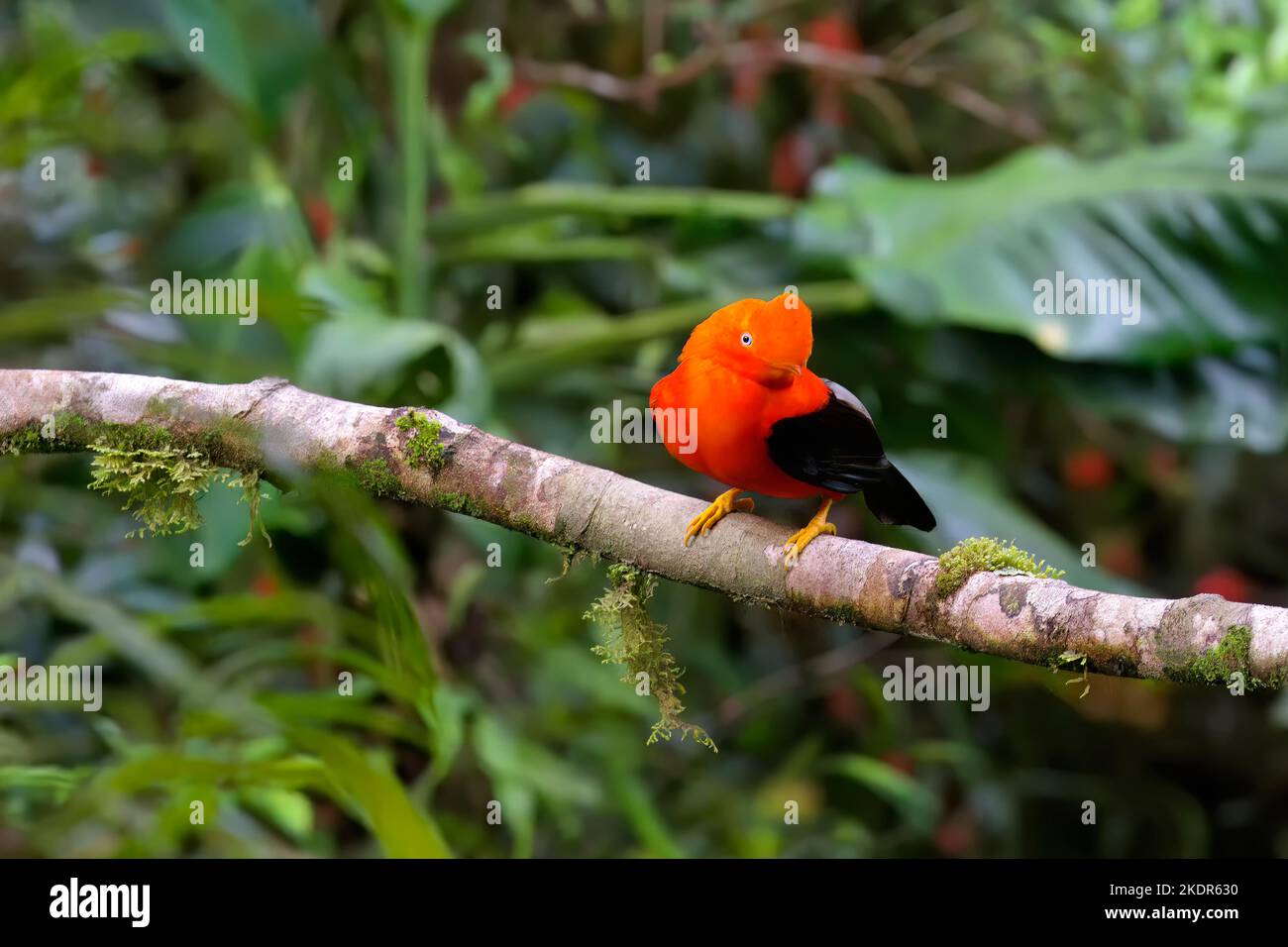 Male Andean cock-of-the-rock (Rupicola peruviana) in the Manu National ...