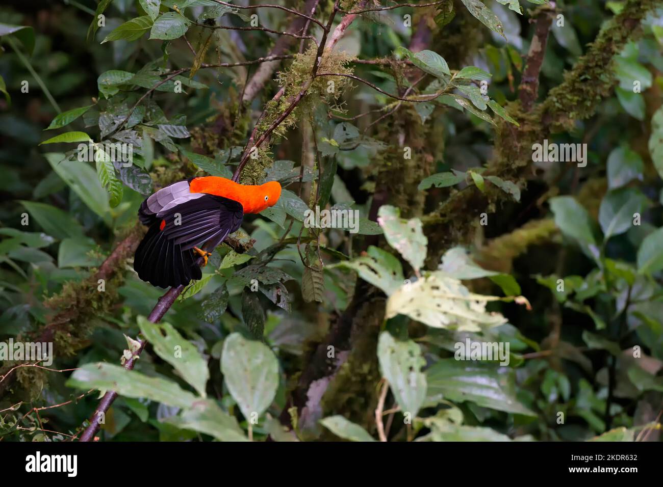 Male Andean cock-of-the-rock (Rupicola peruviana) with open wings, Manu ...