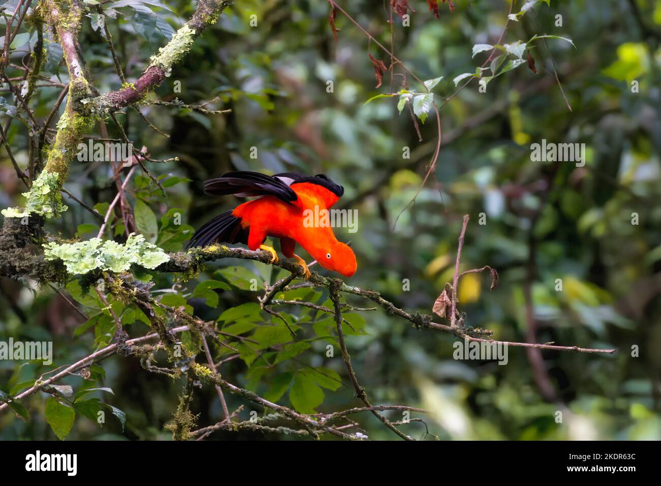 Male Andean cock-of-the-rock (Rupicola peruviana) with open wings, Manu ...