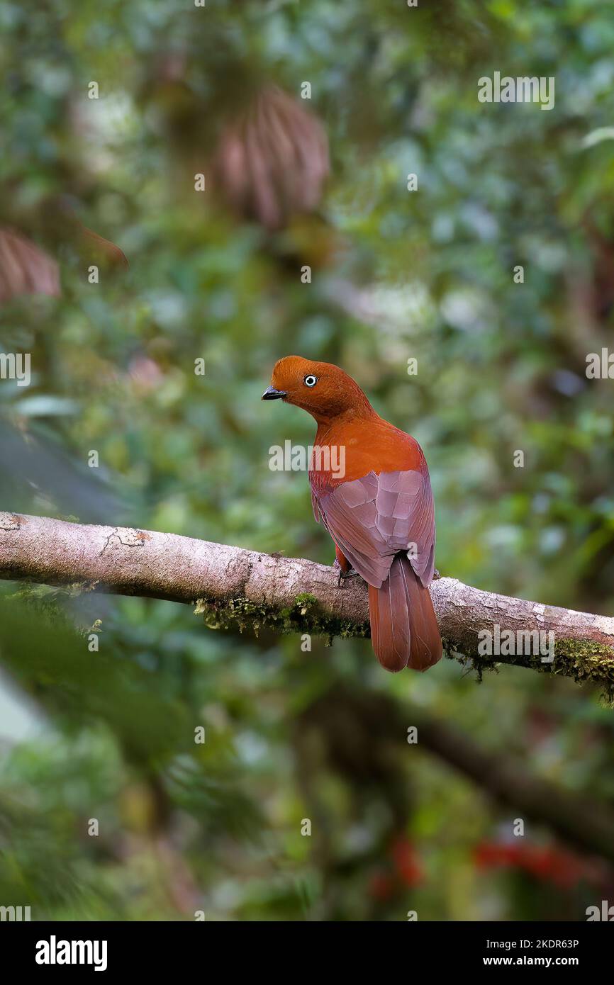 Female Andean cock-of-the-rock (Rupicola peruviana) in the Manu ...