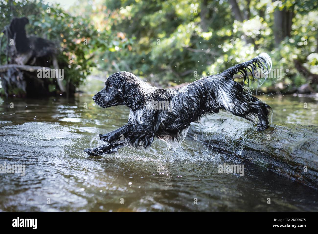 jumping English Cocker Spaniel Stock Photo - Alamy