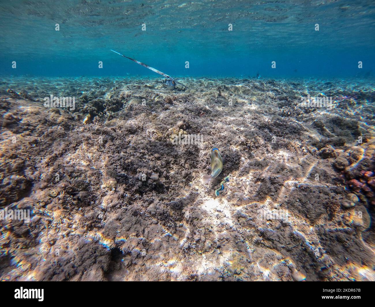 Close up view of tropical bluespotted cornet fish, smooth cornet fish ...