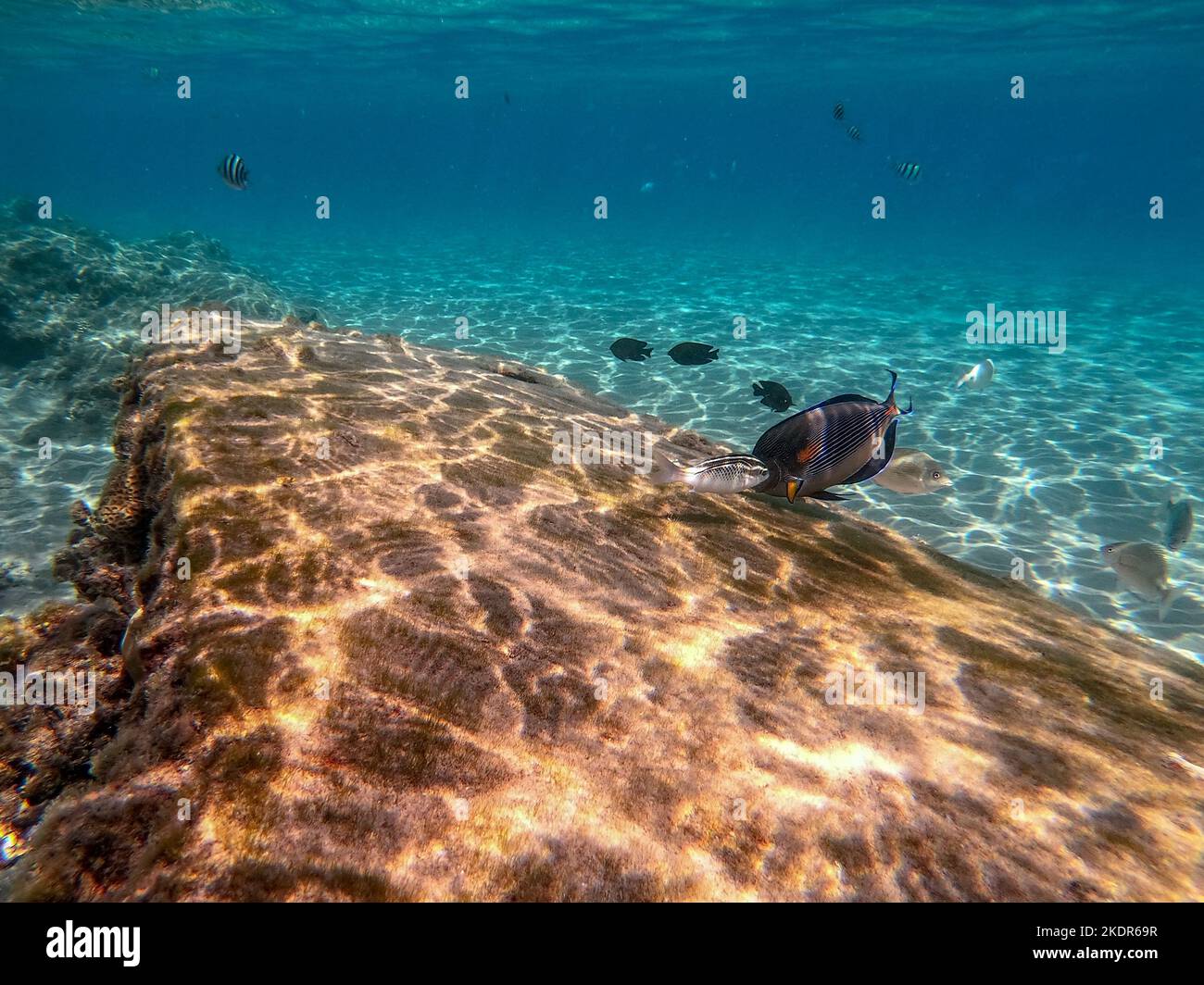 Colorful tropical fish Sohal Surgeon fish (Acanthurus Sohal) tang ...