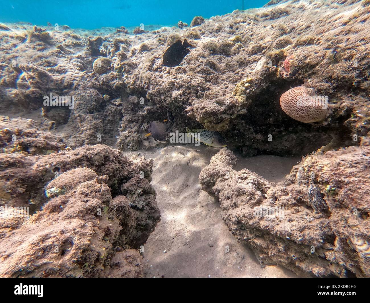 Close up view of Colorful tropical blackspotted rubberlip fish or ...