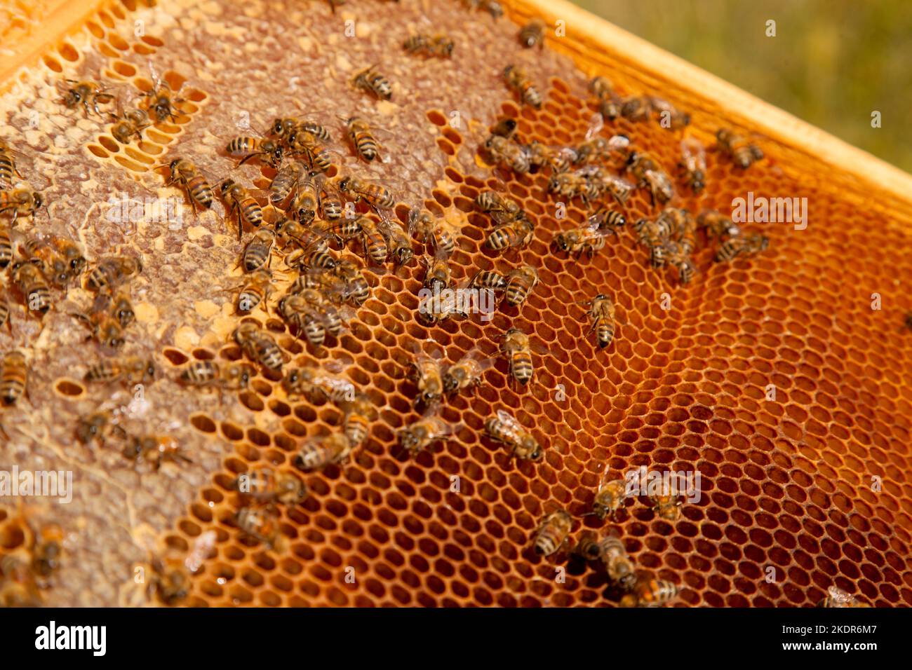 Frames of a beehive just taken from beehive with sweet honey. Busy bees ...