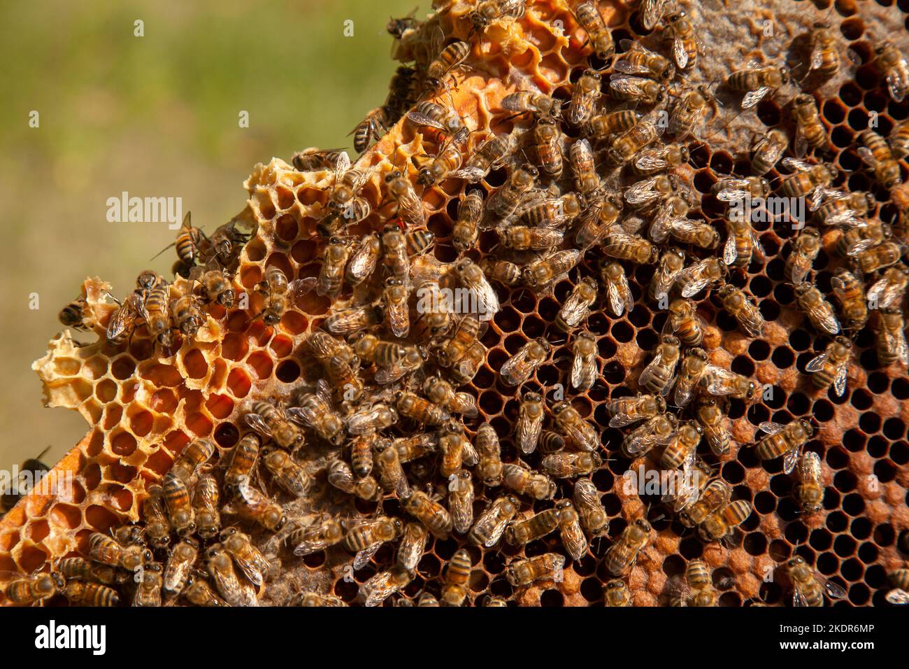 Frames of a beehive. Busy bees inside the hive with open and sealed ...