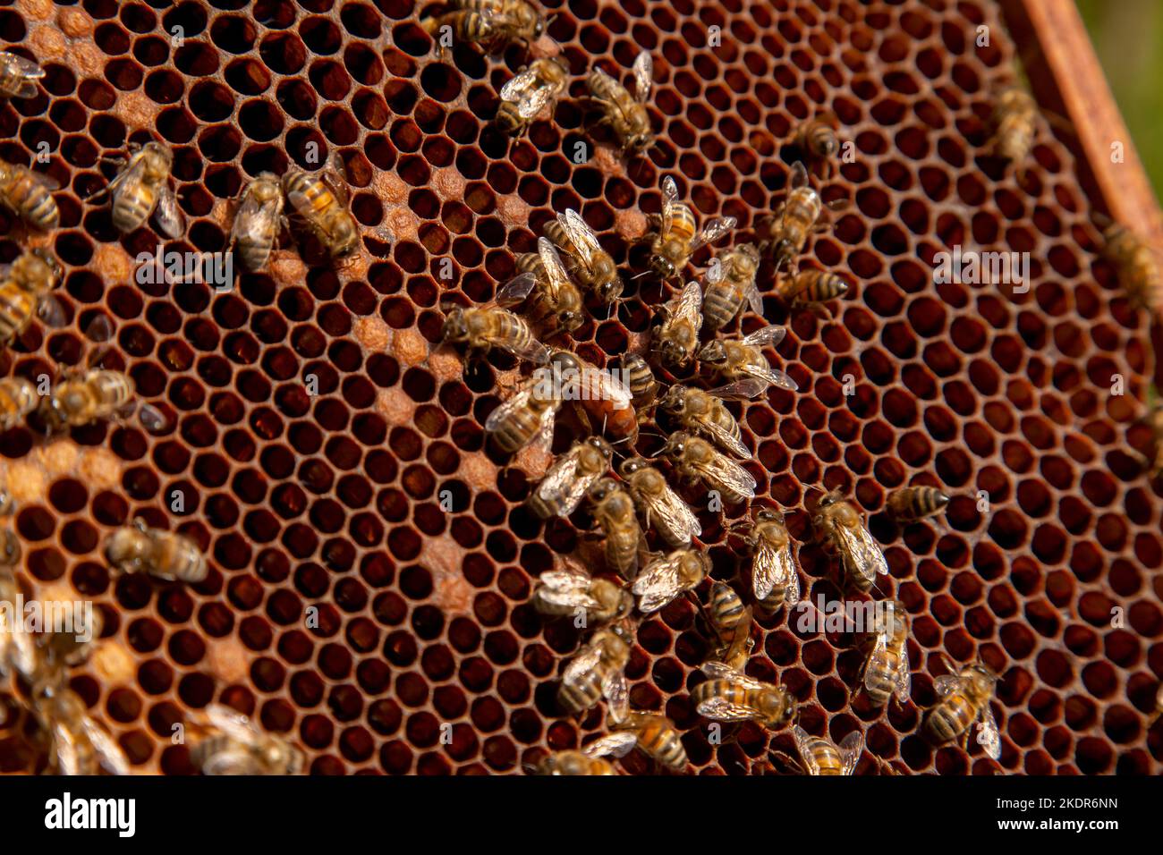 Bee queen in beehive. Queen bee in a beehive laying eggs supported by ...