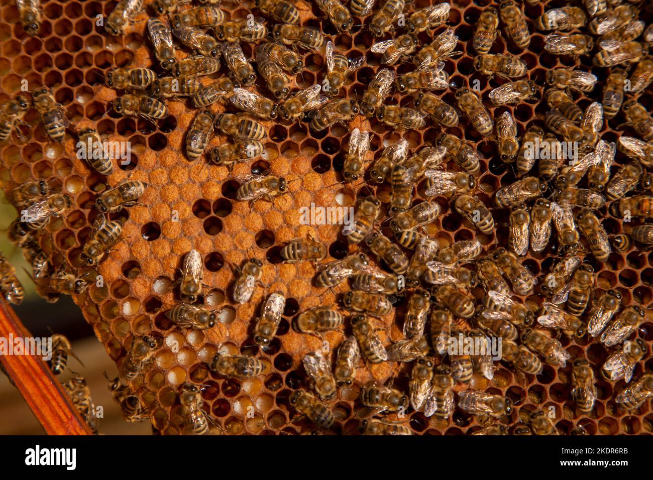 Frames of a beehive. Busy bees inside the hive with open and sealed ...
