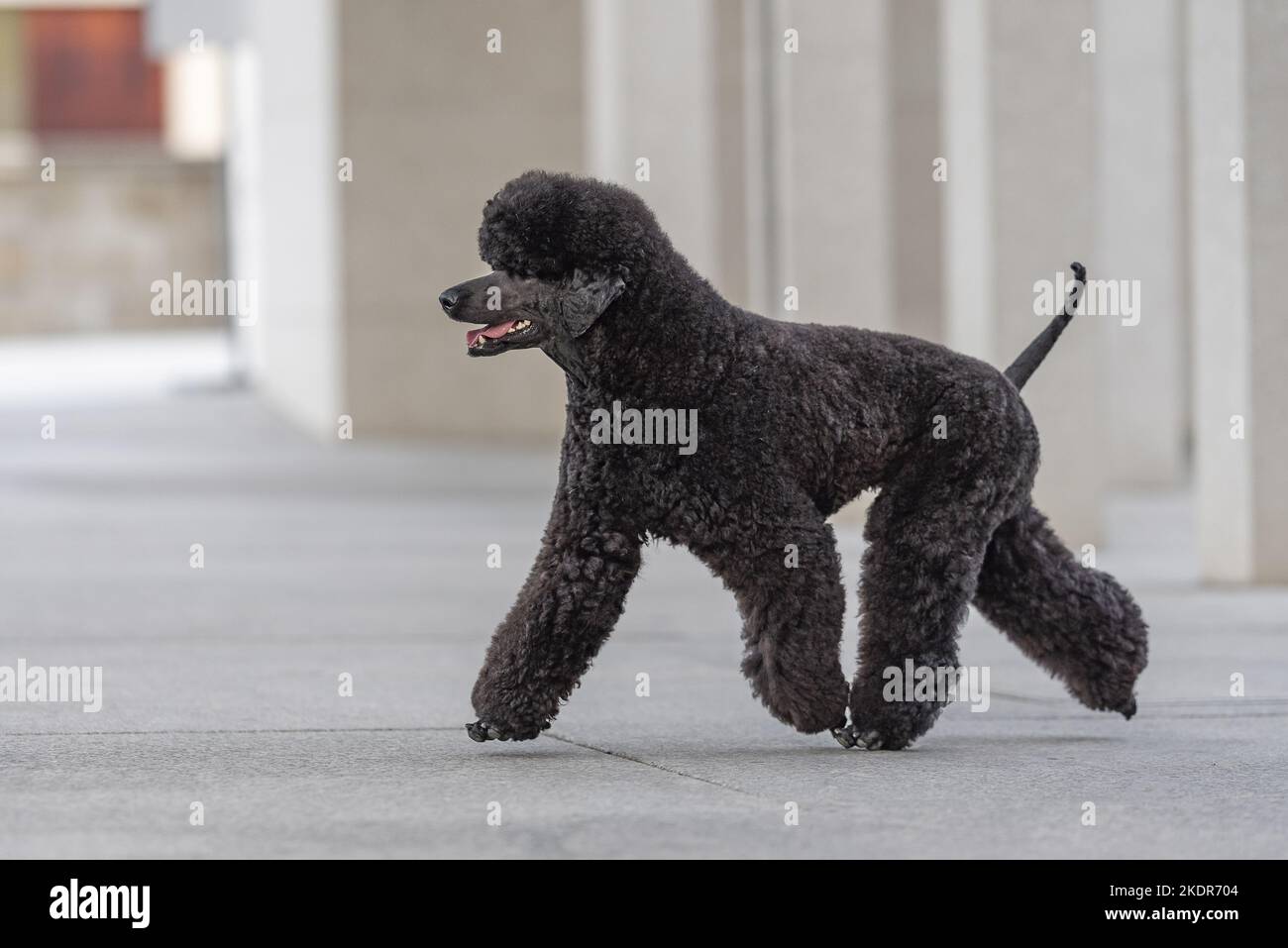 walking Giant Poodle Stock Photo - Alamy