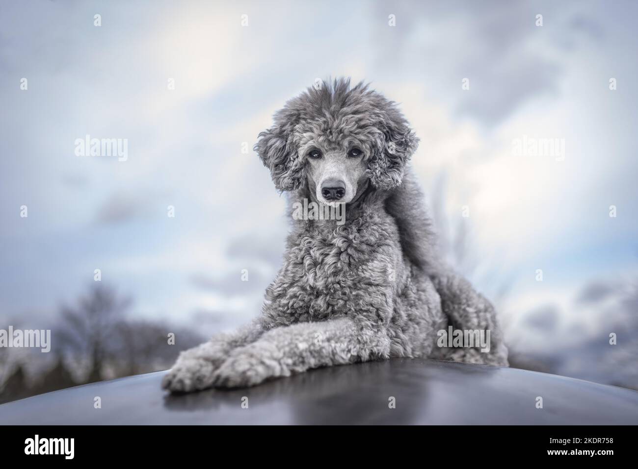 lying Royal Standard Poodle Stock Photo - Alamy