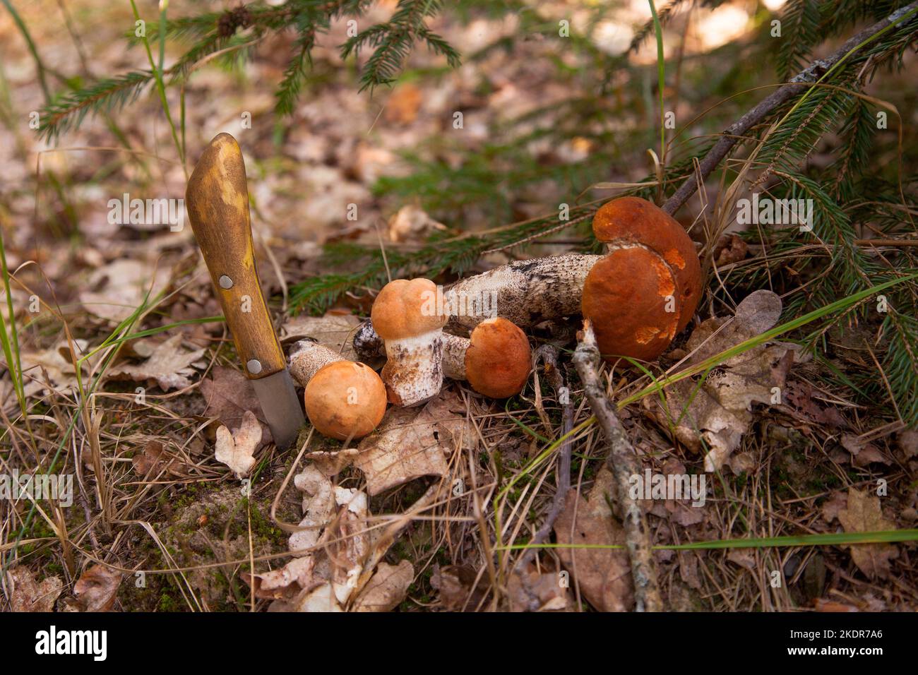 Orange cap boletus. Red boletus mushrooms with a red bonnet and a white ...