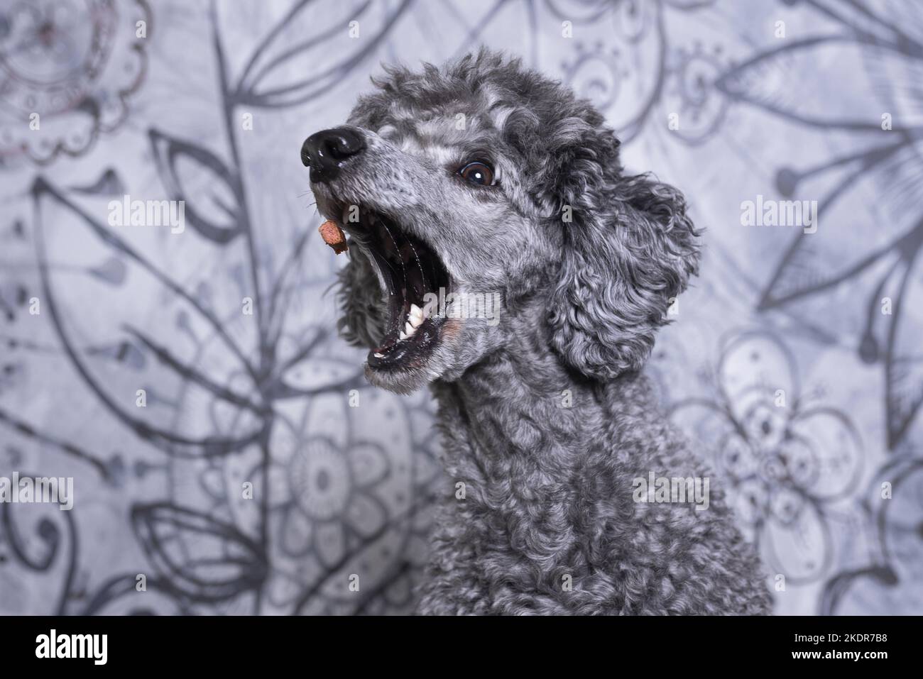 Royal Standard Poodle Portrait Stock Photo - Alamy