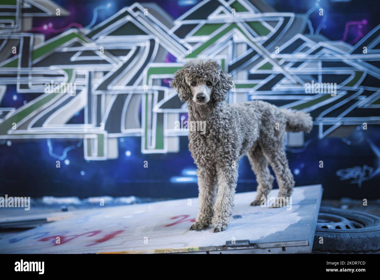 Royal Standard Poodle Stock Photo - Alamy