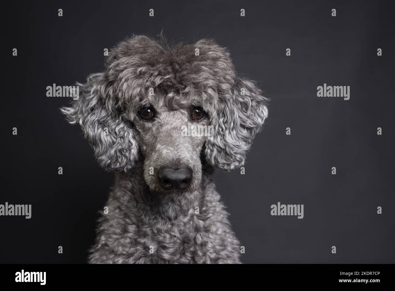 Royal Standard Poodle Portrait Stock Photo - Alamy