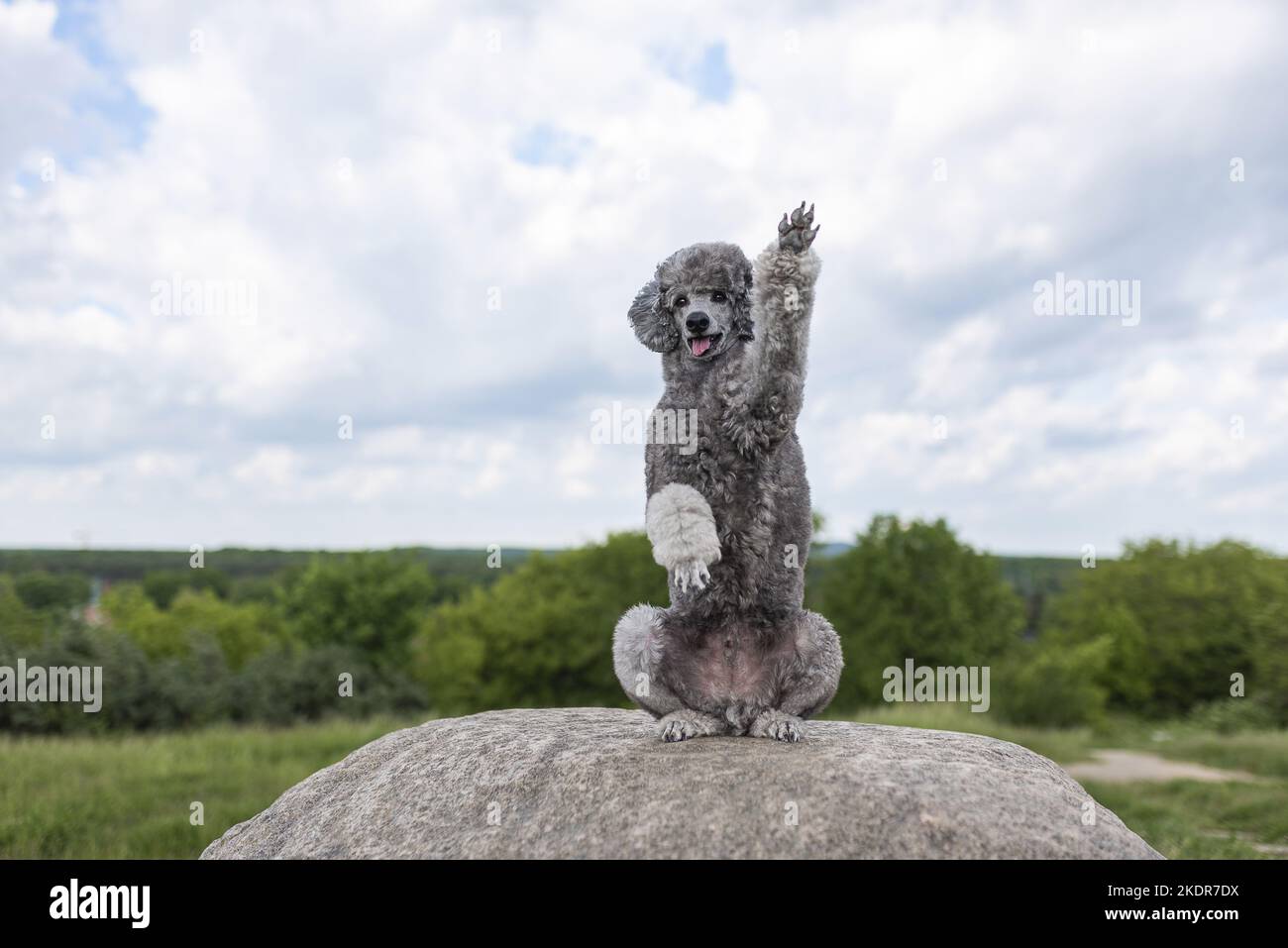 Begging poodle hi-res stock photography and images - Alamy