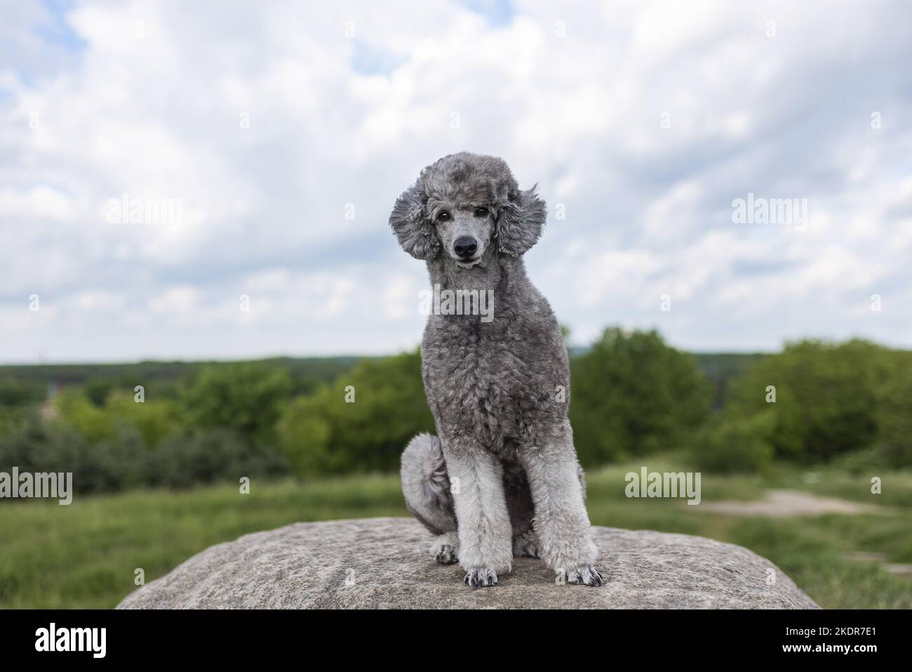 sitting Royal Standard Poodle Stock Photo - Alamy